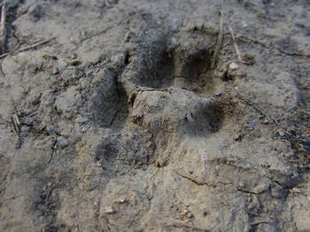 15 activités pour jouer sous la pluie - les petits pieds en randonnée